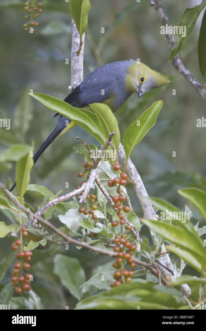 Long-tailed Silky-flycatcher (Ptiliogonys caudatus), Costa Rica ...