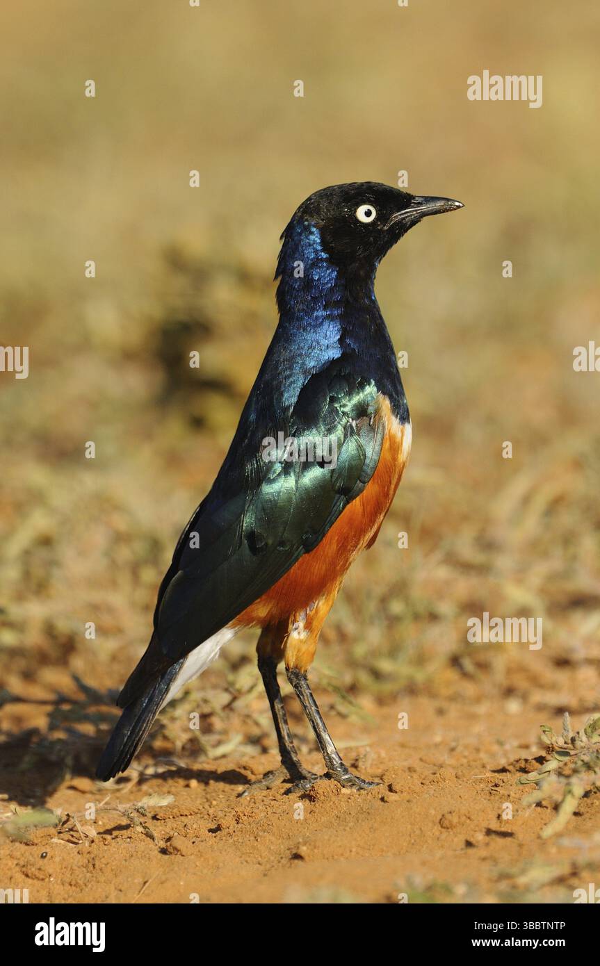 Superb Starling (Lamprotornis superbus), Tsavo East National Park ...