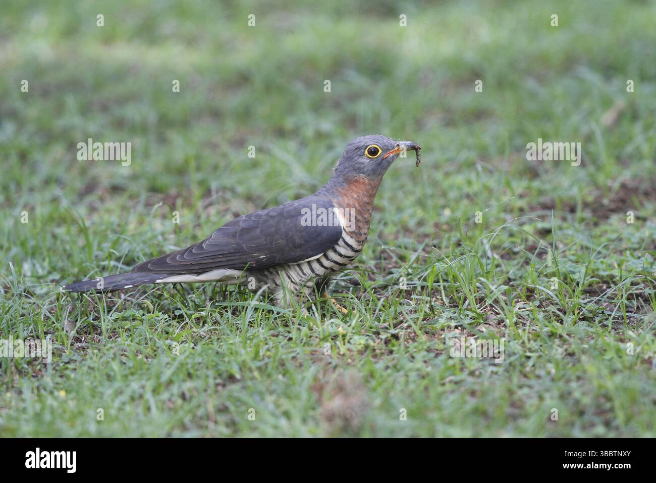 Red-chested Cuckoo (Cuculus solitarius), Lake Naivasha, Kenya, Africa ...