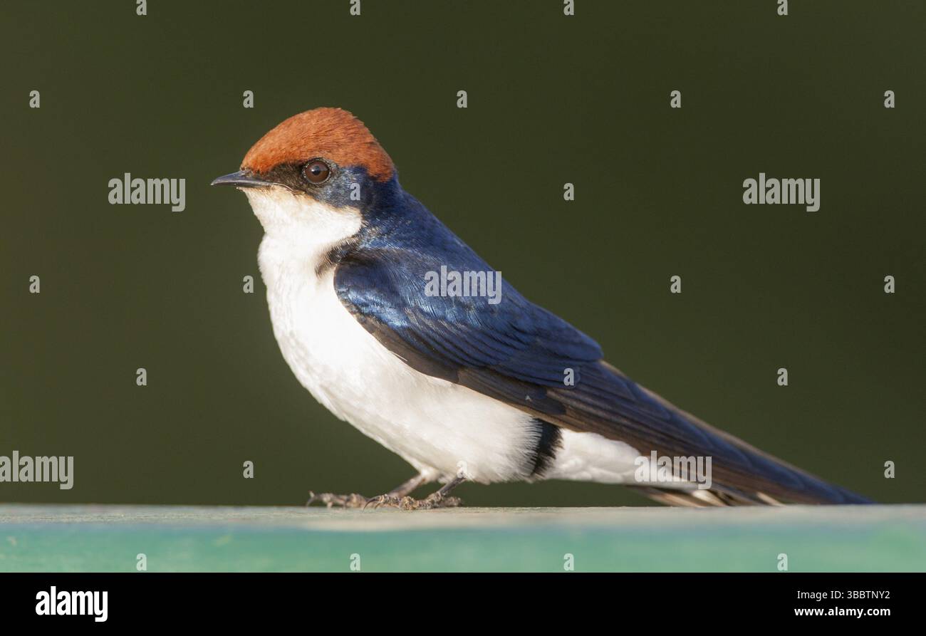 Wire-tailed Swallow (Hirundo smithii), Pafuri, Kruger National Park ...