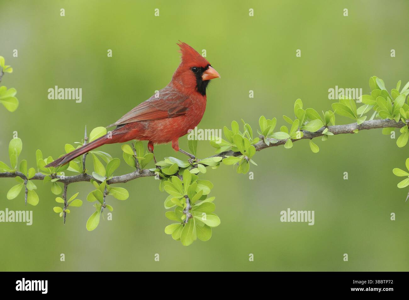 Northern Cardinal (Cardinalis cardinalis), Texas, USA, North America ...
