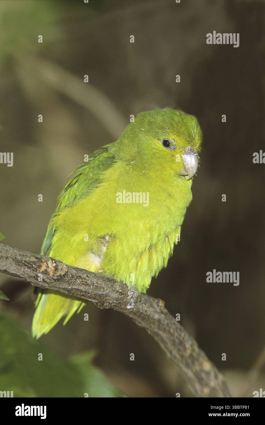 Mexican Parrotlet (Forpus cyanopygius), Arizona, USA, North America ...