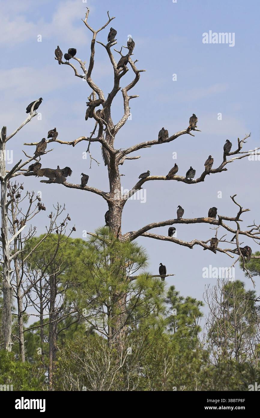 Turkey Vulture (Cathartes aura), Florida, USA, North America Stock ...