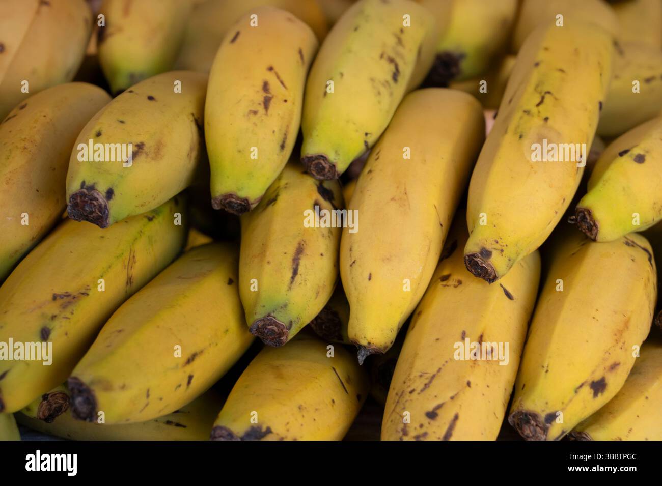 A bunch of bananas are piled up on top of each other. The bananas are ...