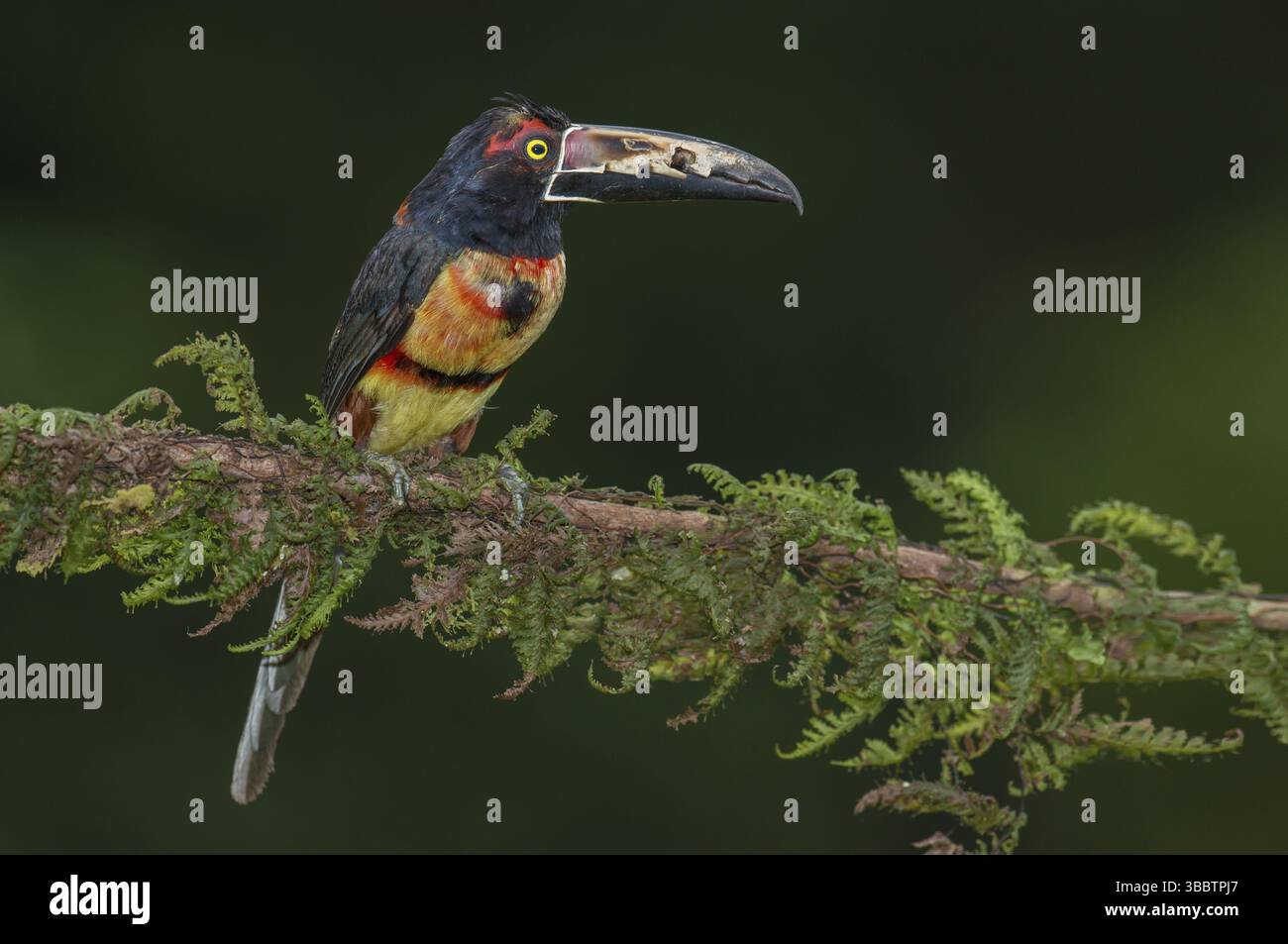 Collared Aracari (Pteroglossus torquatus), Costa Rica, Central America ...