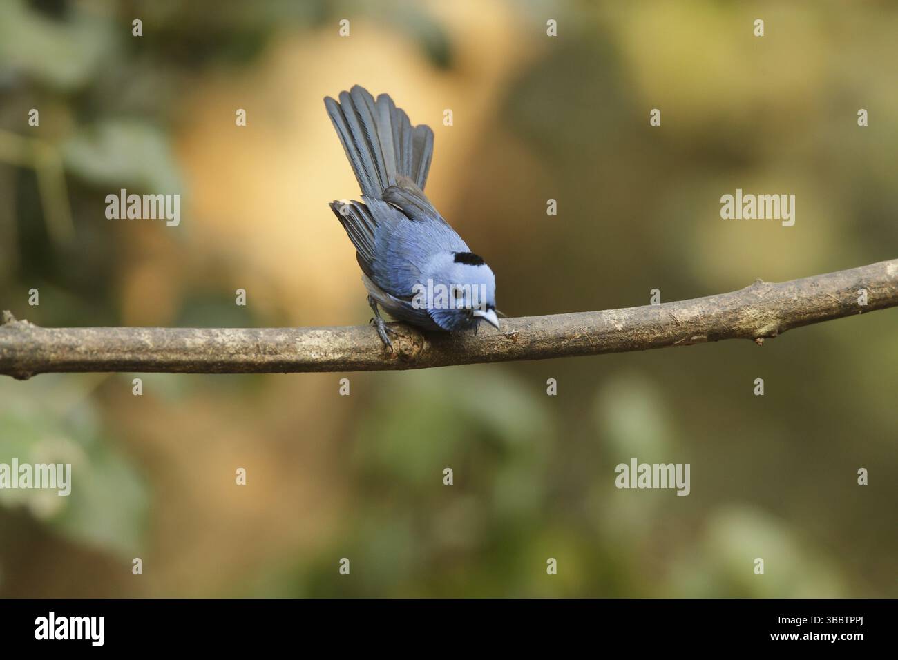 Black-naped Monarch (Hypothymis azurea) male, Kaeng Krachan, Thailand ...