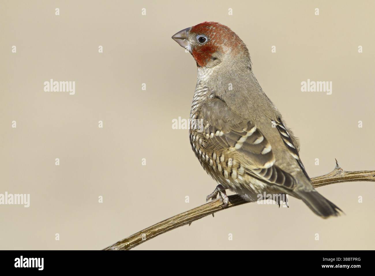 Red-headed Finch (Amadina erythrocephala), Northern Cape, Kgalagadi ...