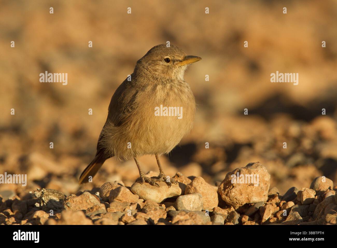 Desert Lark (Ammomanes deserti), Morocco, Africa Stock Photo - Alamy