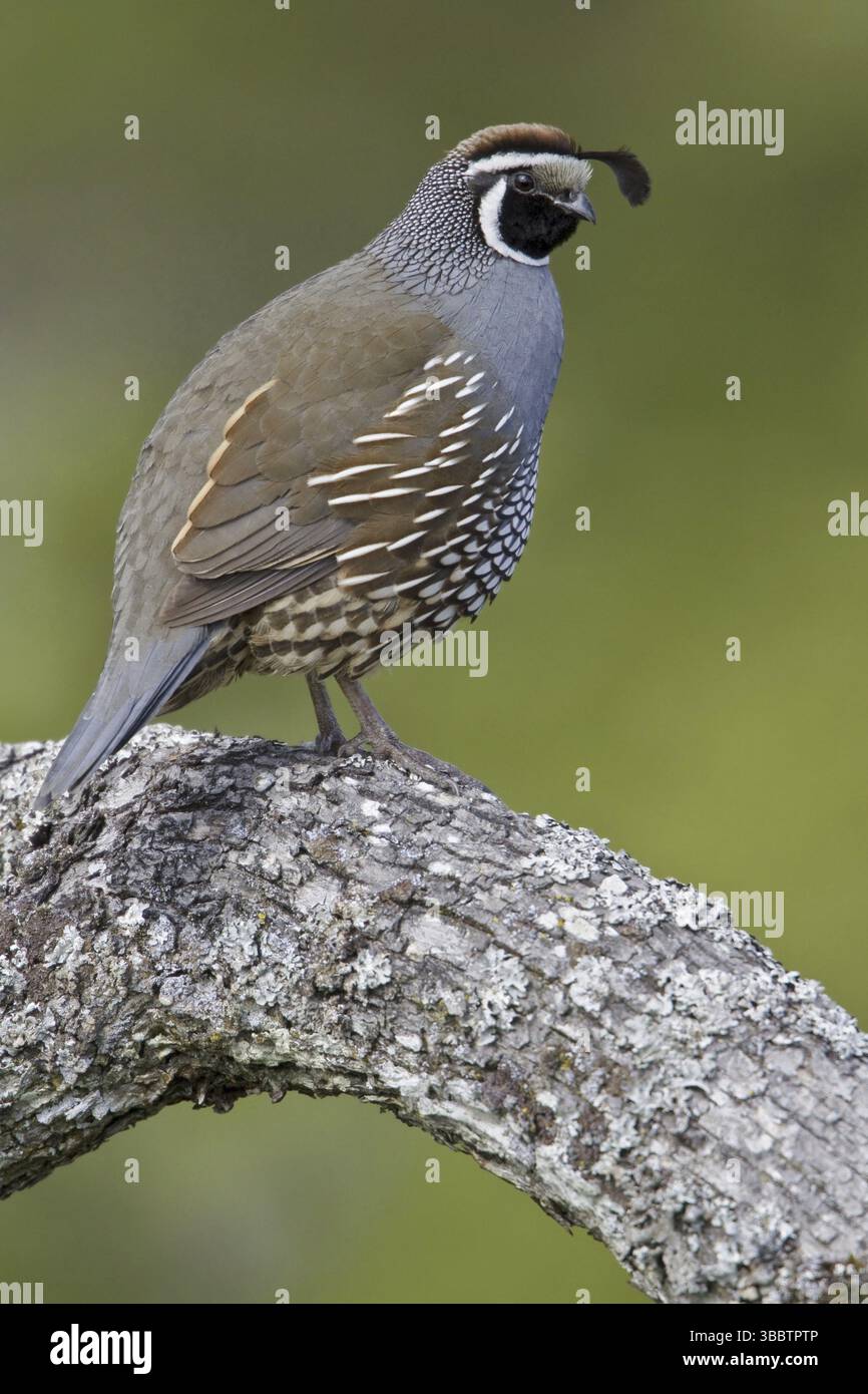 California Quail (Callipepla californica) male, British Columbia ...