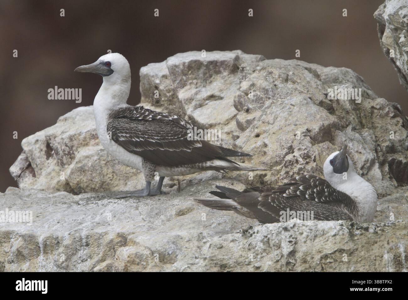 Peruvian Booby (Sula variegata), Isla de Ballestas National Park, Peru, South America Stock ...