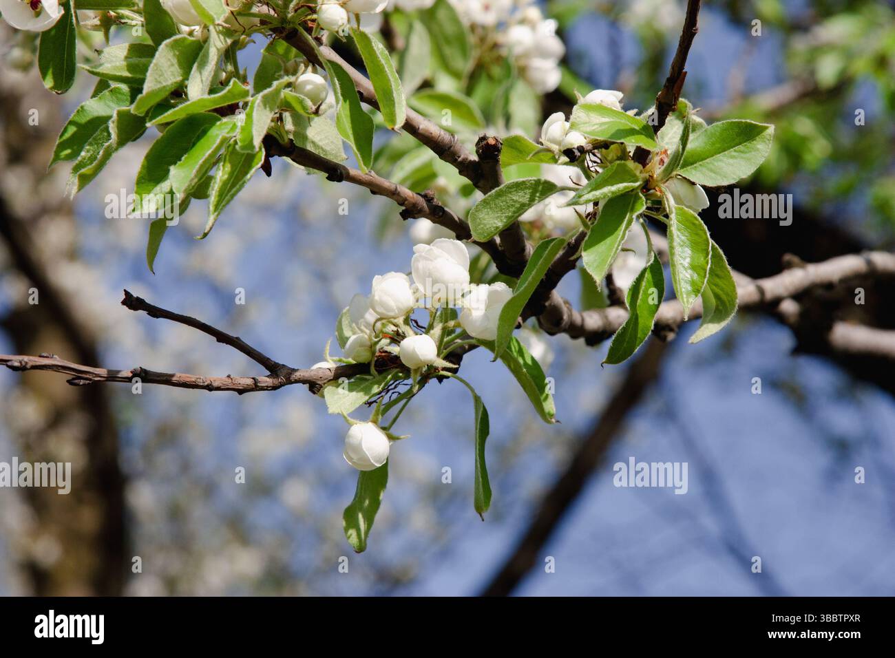 The large white flowers of the pear tree bloom profusely in spring ...