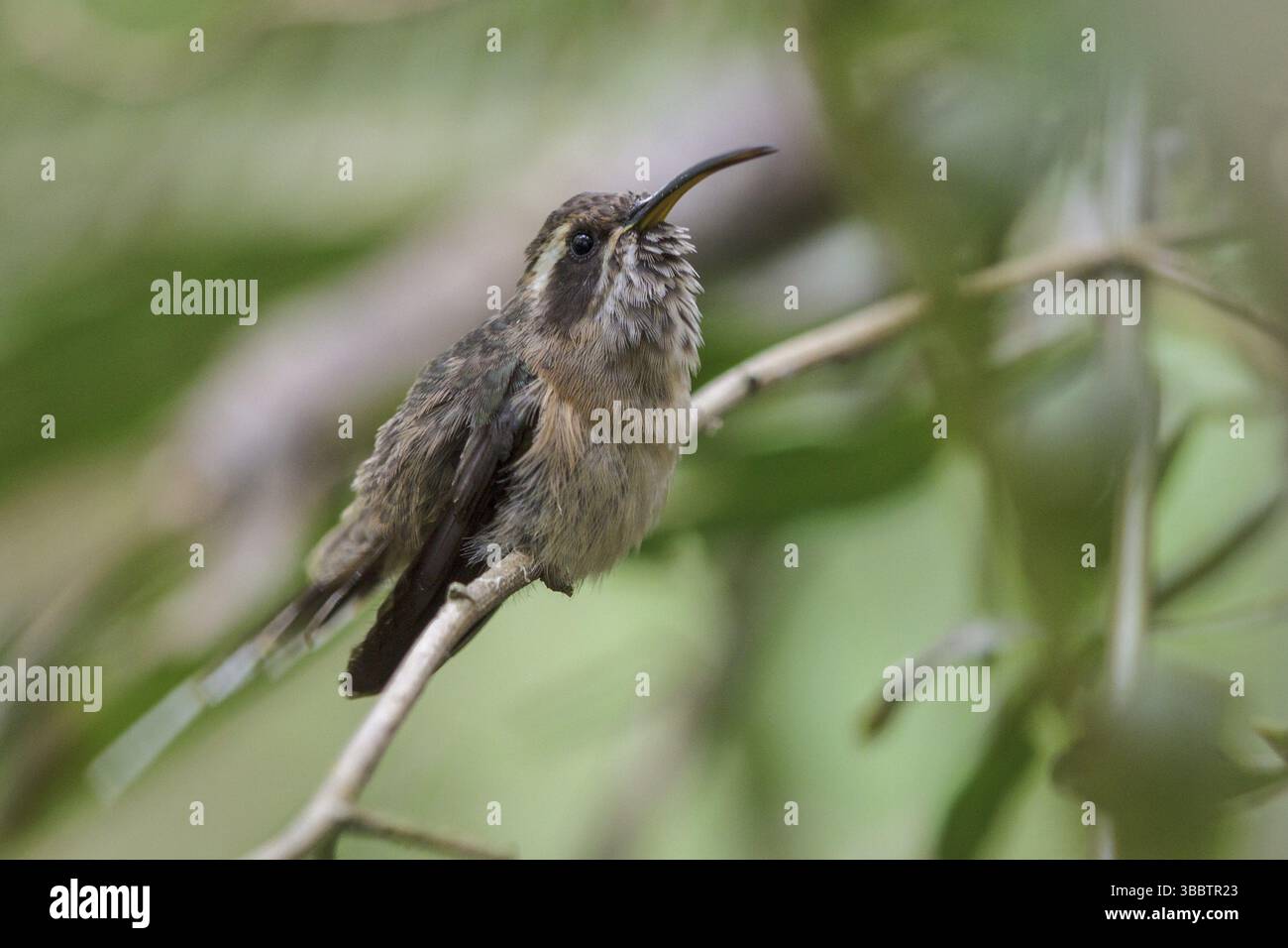 Scale-throated Hermit (Phaethornis eurynome) perched on a branch in the ...