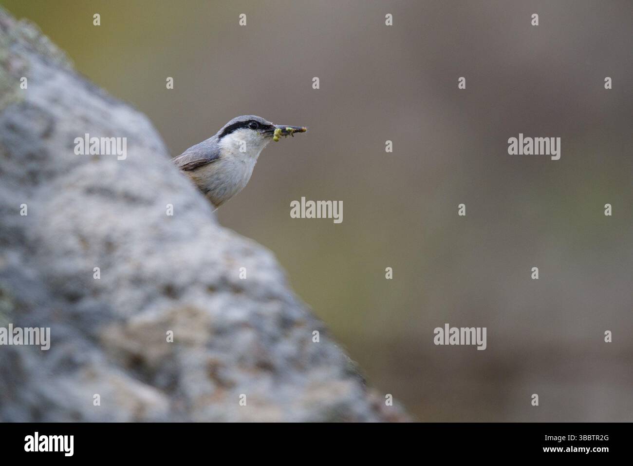 Western Rock Nuthatch (Sitta neumayer), Greece, Europe Stock Photo - Alamy