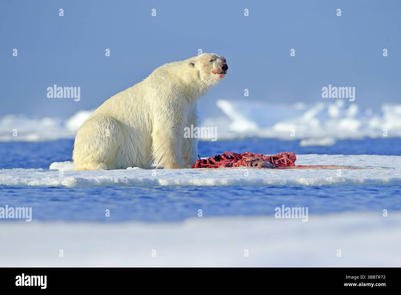 White polar bear on drift ice with snow feeding kill seal, skeleton and ...