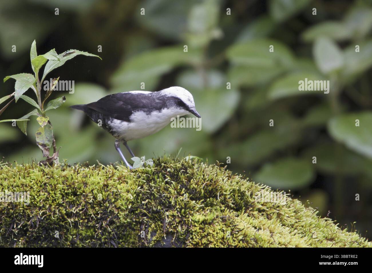 White-capped Dipper (Cinclus leucocephalus), Ecuador, South America ...