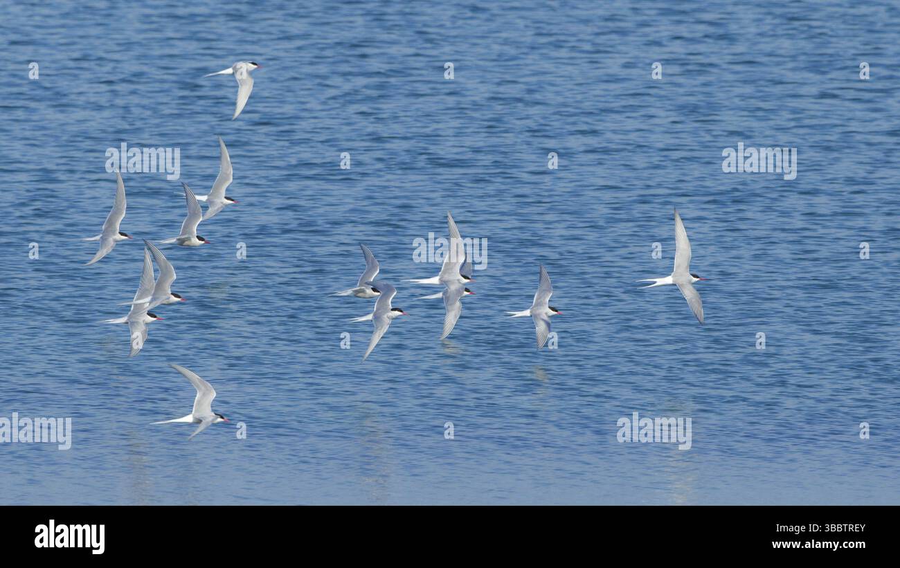 Arctic Tern (Sterna paradisaea) flock flying, Finnmark, Norway, Europe ...