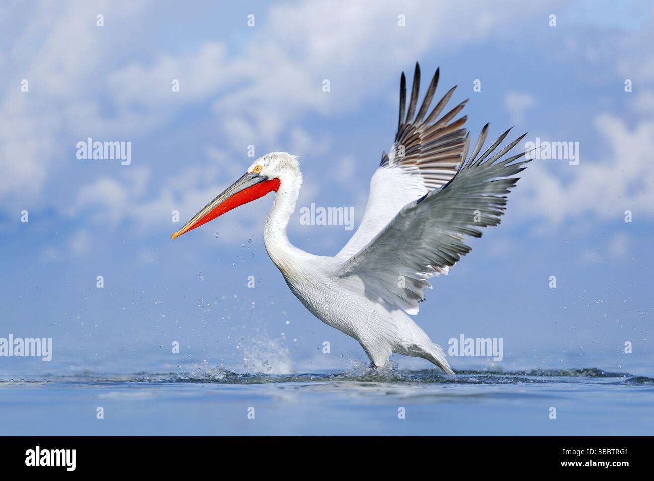 Bird in the water. Dalmatian pelican, Pelecanus crispus, landing in ...
