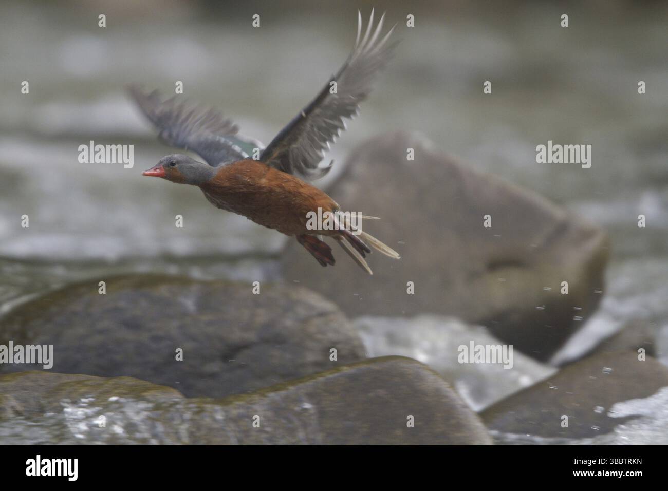 Female peruvian torrent duck hi-res stock photography and images - Alamy
