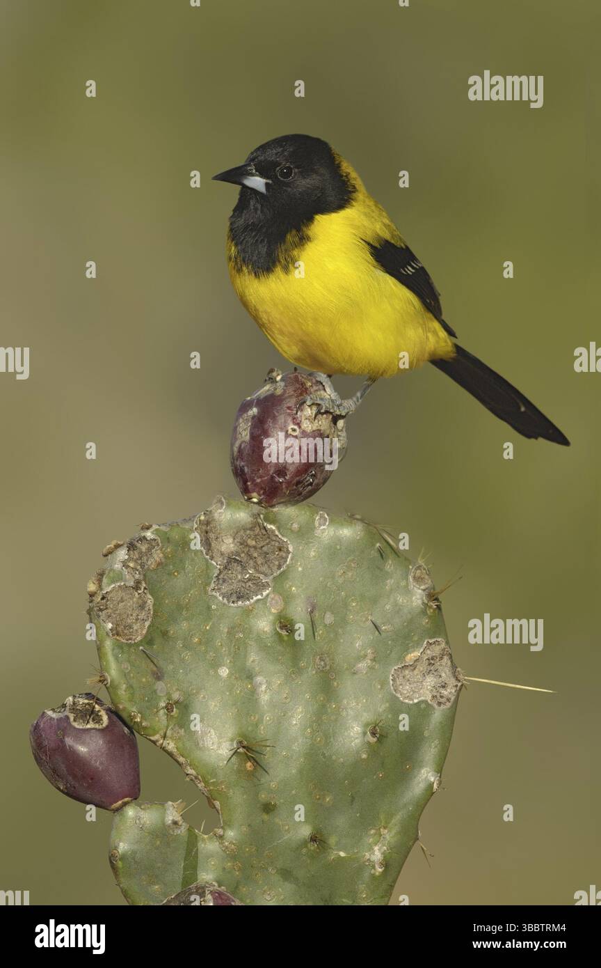 Audubon's Oriole (Icterus graduacauda), Texas, USA, North America Stock ...