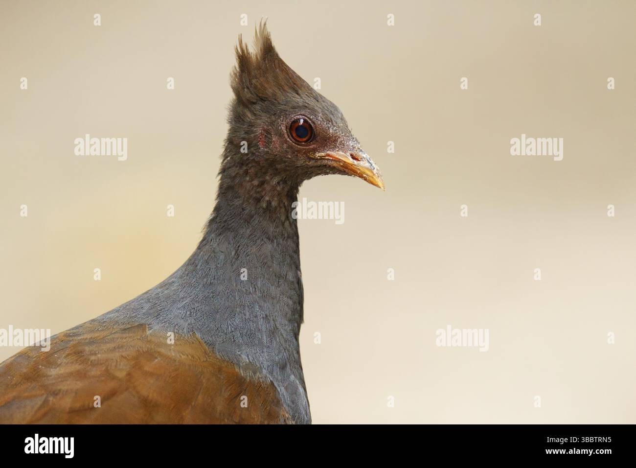 Orange-footed Scrubfowl (Megapodius reinwardt), Queensland, Australia ...