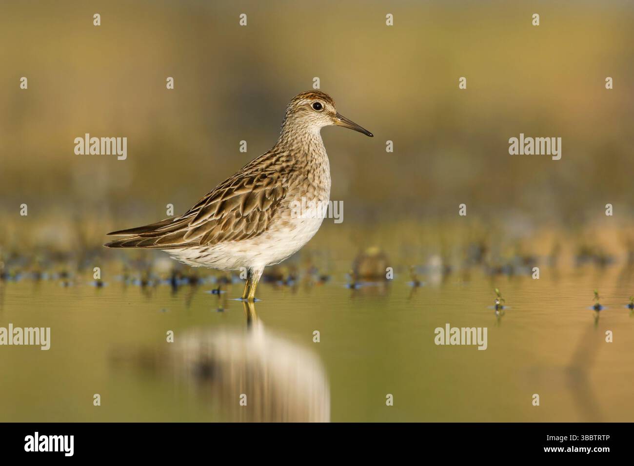 Sharp-tailed Sandpiper (Calidris acuminata), Victoria, Australia ...