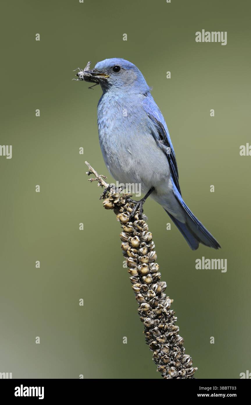 Mountain Bluebird (Sialia currucoides), Oregon, USA, North America ...