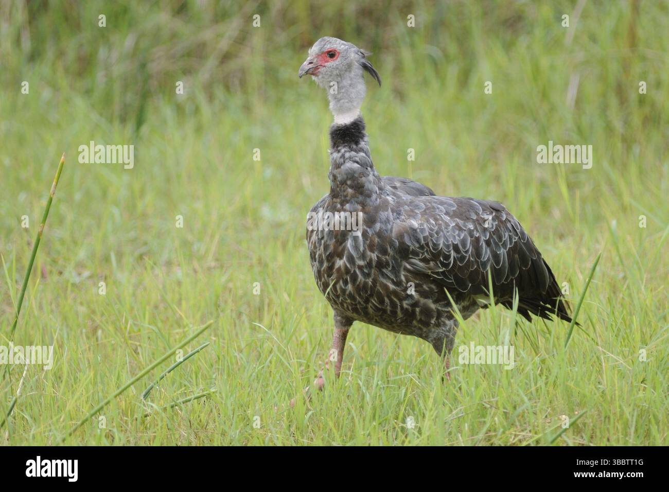 Southern Screamer (Chauna torquata), Pantanal, Brazil, South America ...