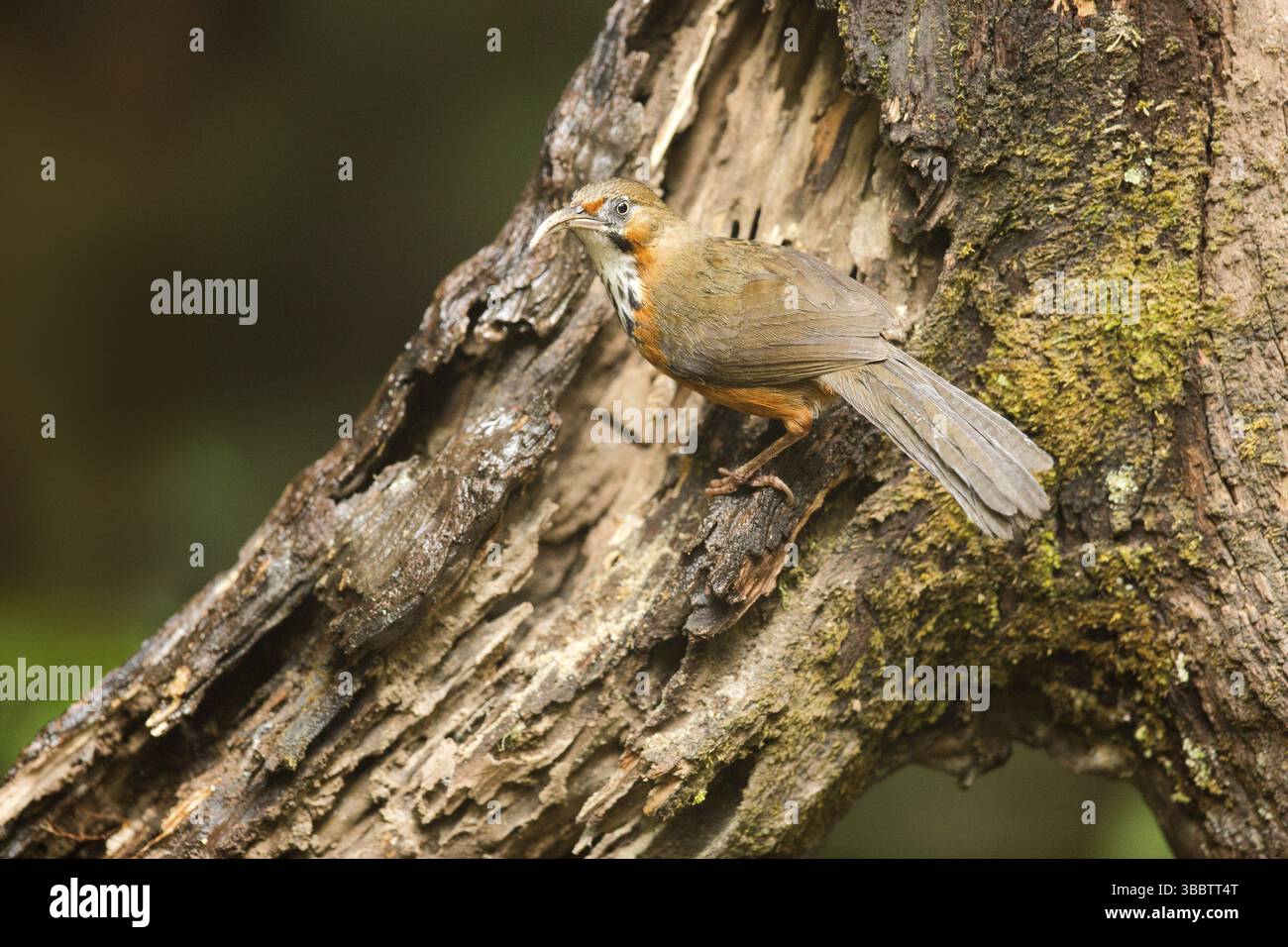 Black-streaked Scimitar Babbler (Pomatorhinus gravivox), Yunnan, China ...