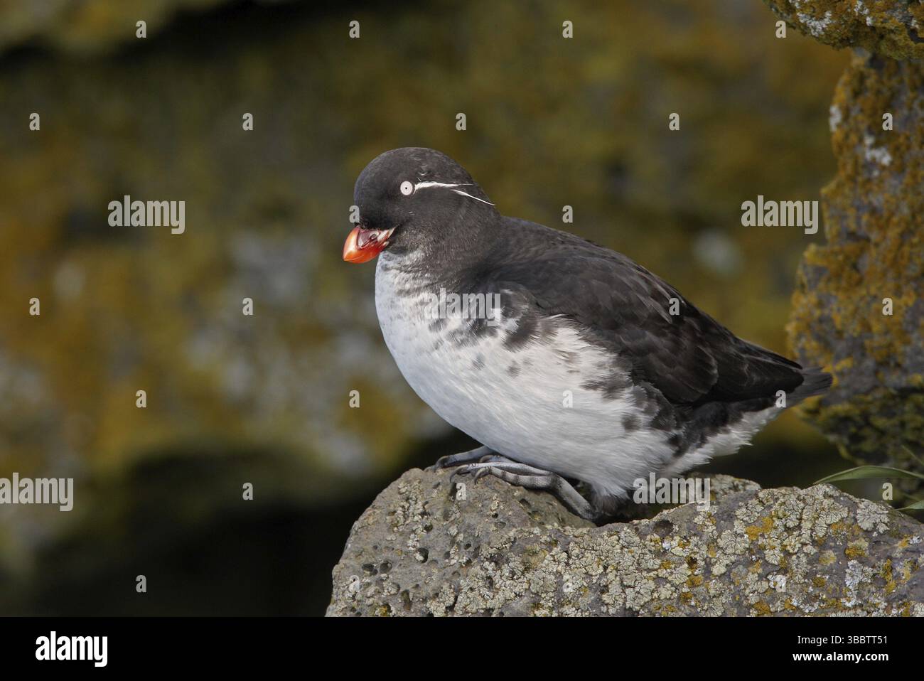 Parakeet Auklet (Aethia psittacula), Alaska, USA, North America Stock ...