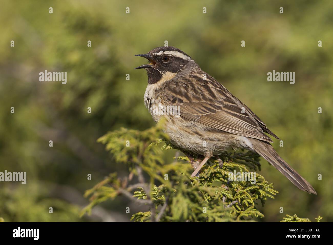Black-throated Accentor - Schwarzkehlbraunelle - Prunella atrogularis ...