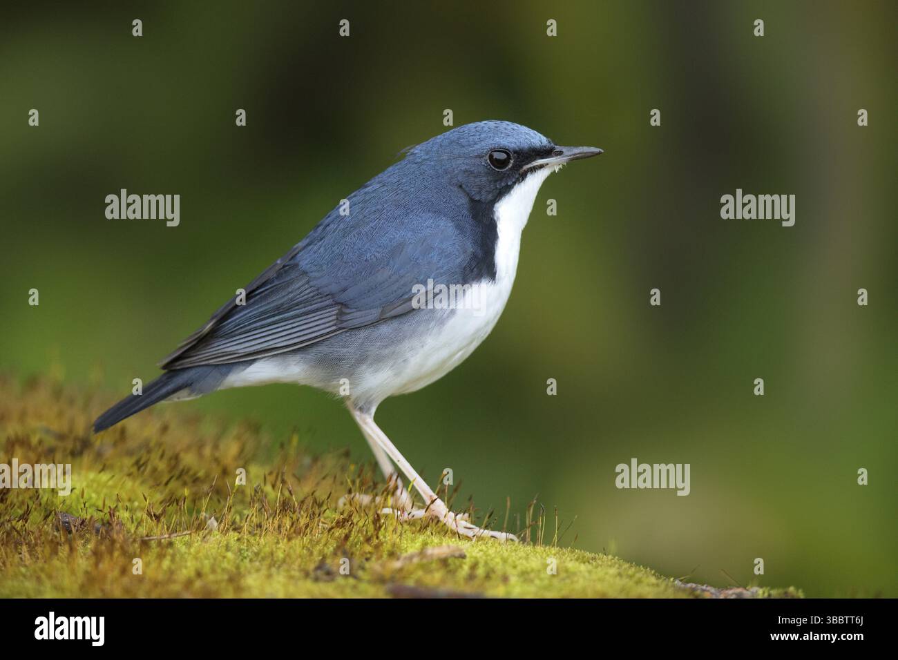 Siberian Blue Robin (Larvivora cyane) male perched on the ground ...