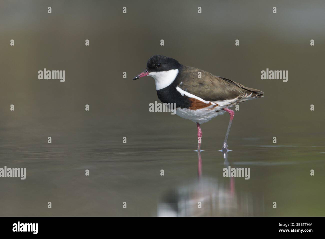 Red-kneed Dotterel (Erythrogonys cinctus) foraging, Victoria, Australia ...