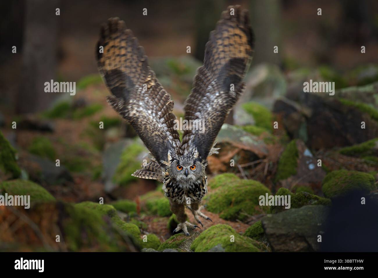 Owl in forest habitat, tree stump. Flying Eurasian Eagle Owl with open ...