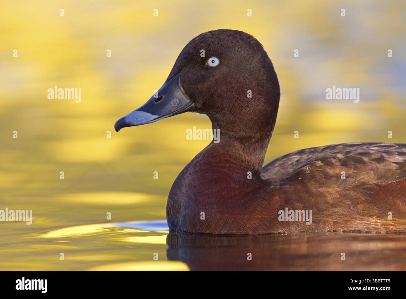 Hardhead (Aythya australis), Australia, Oceania Stock Photo - Alamy