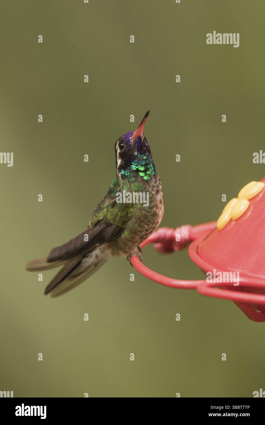 White-eared Hummingbird (Basilinna leucotis) male, California, USA ...