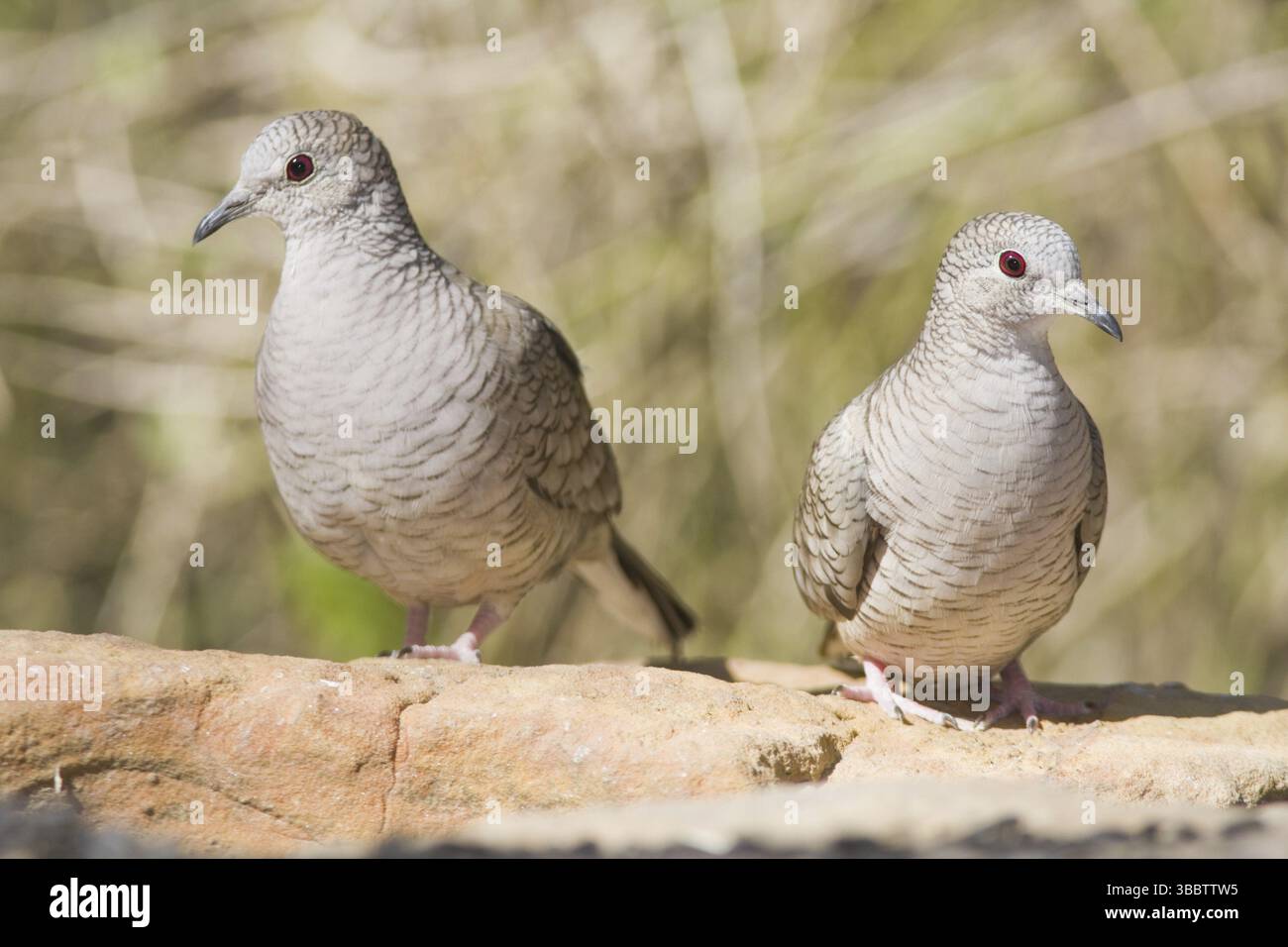 Inca Dove (Columbina inca), Texas, USA, North America Stock Photo - Alamy
