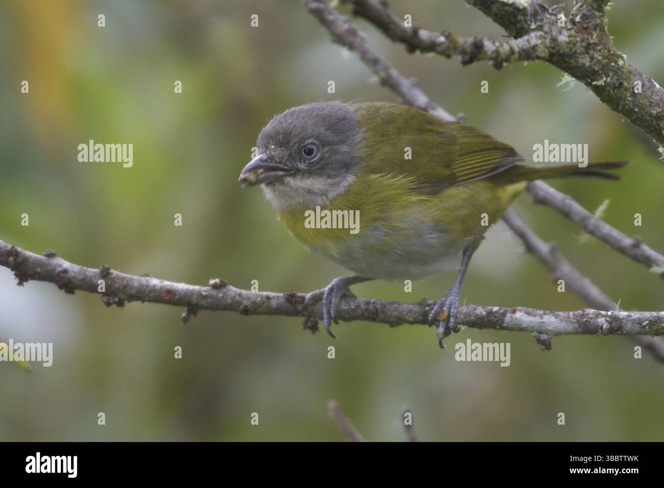 Common Bush Tanager (Chlorospingus flavopectus peruvianus), Peru, South ...