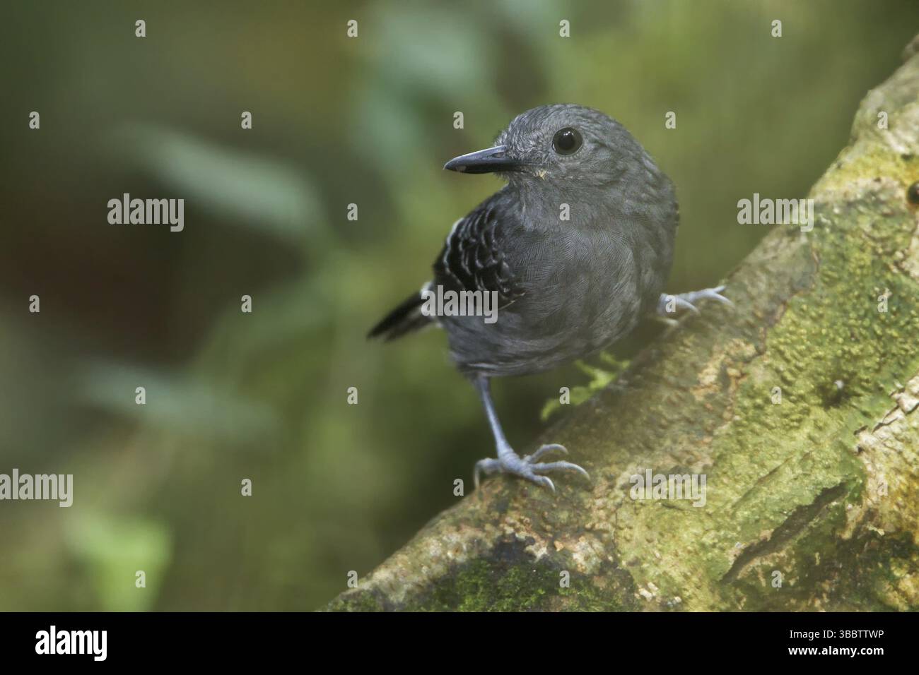 Common Scale-backed Antbird (Willisornis poecilinotus) male, Manu ...