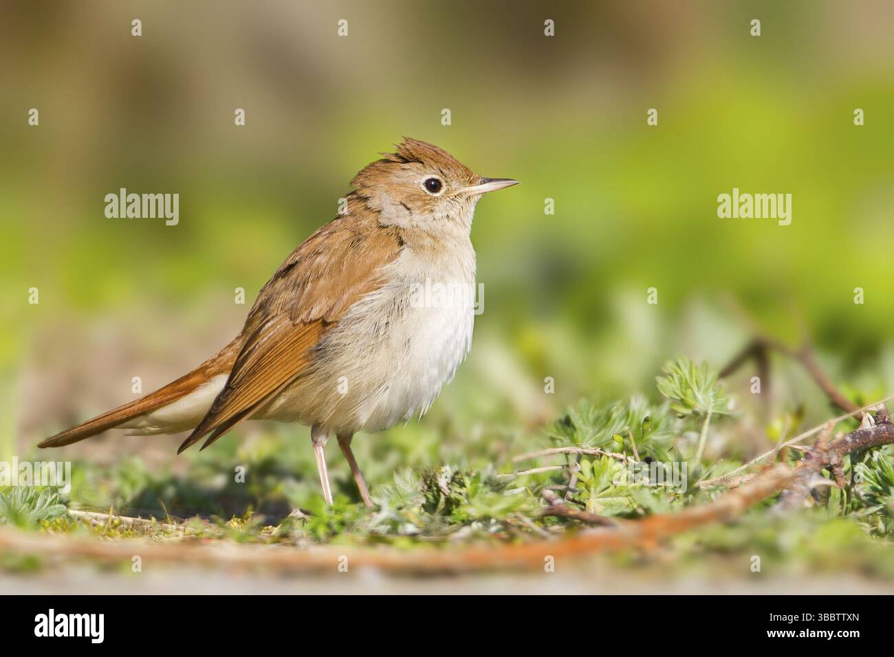 Common Nightingale (Luscinia megarhynchos), Baden-Wuerttemberg, Germany ...