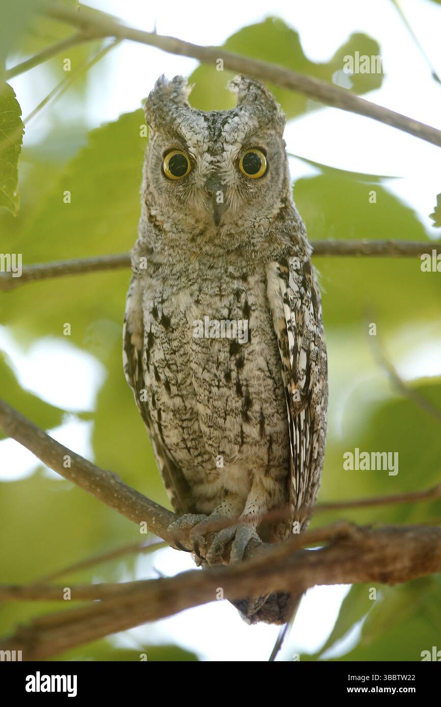 African Scops Owl (Otus senegalensis), Kruger National Park, South ...