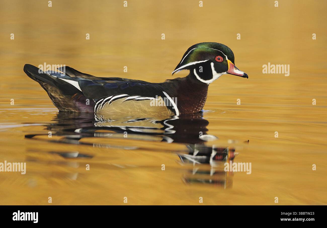 Wood Duck (Aix sponsa) male, British Columbia, Canada, North America ...