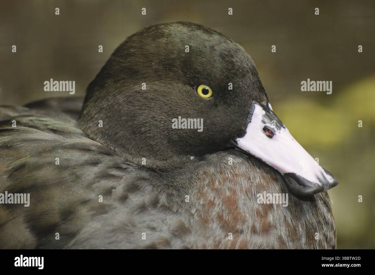 Blue Duck (Hymenolaimus malacorhynchos), New Zealand, Oceania Stock ...