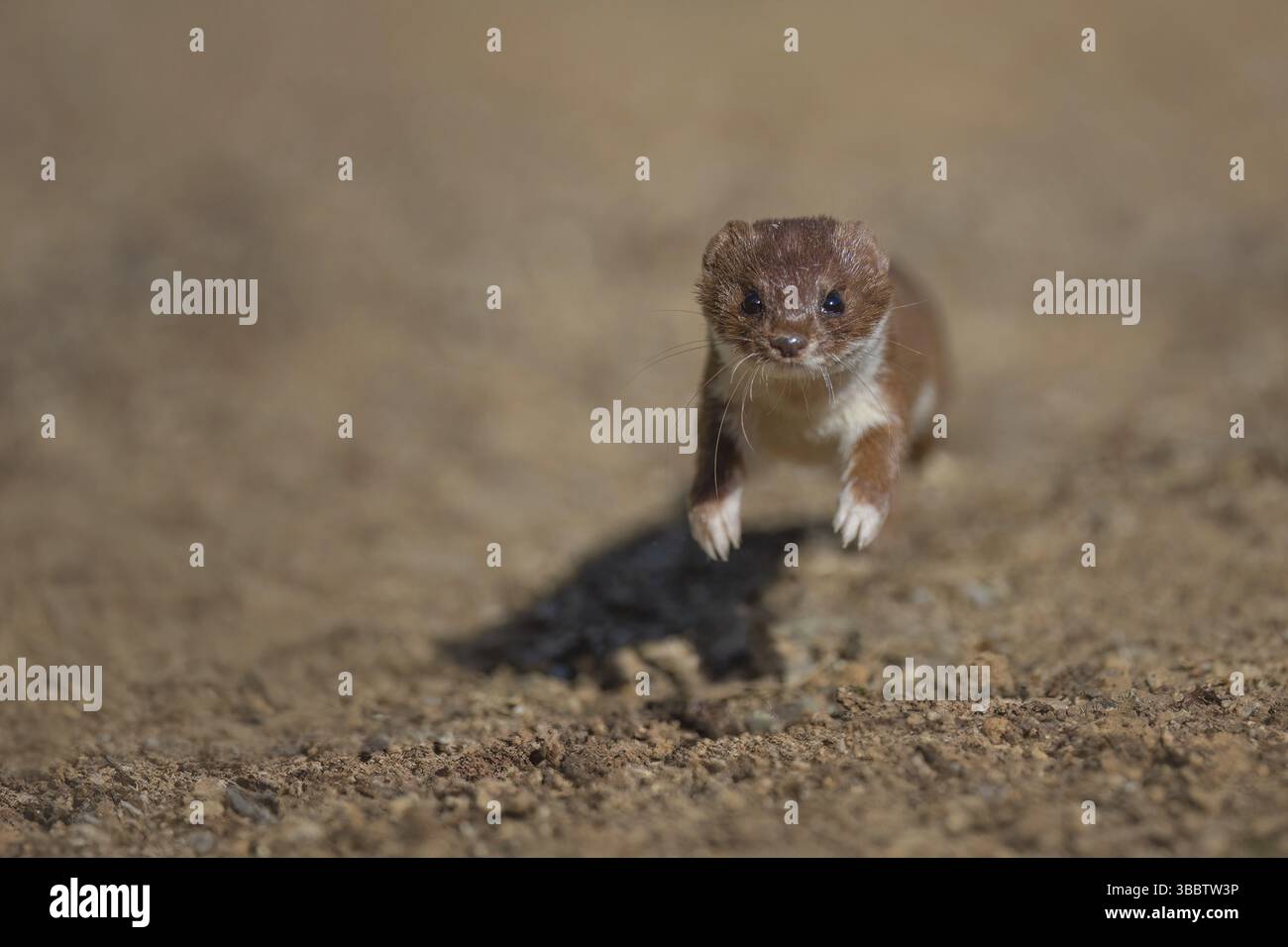 Common Weasel (Mustela nivalis) running and jumping, Castile-La Mancha ...
