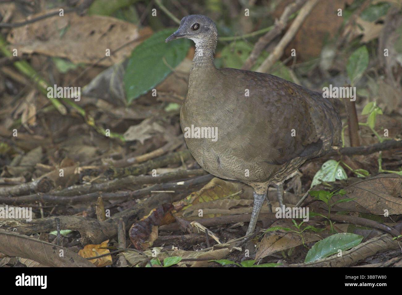 Great Tinamou (Tinamus major), Costa Rica, Central America Stock Photo ...