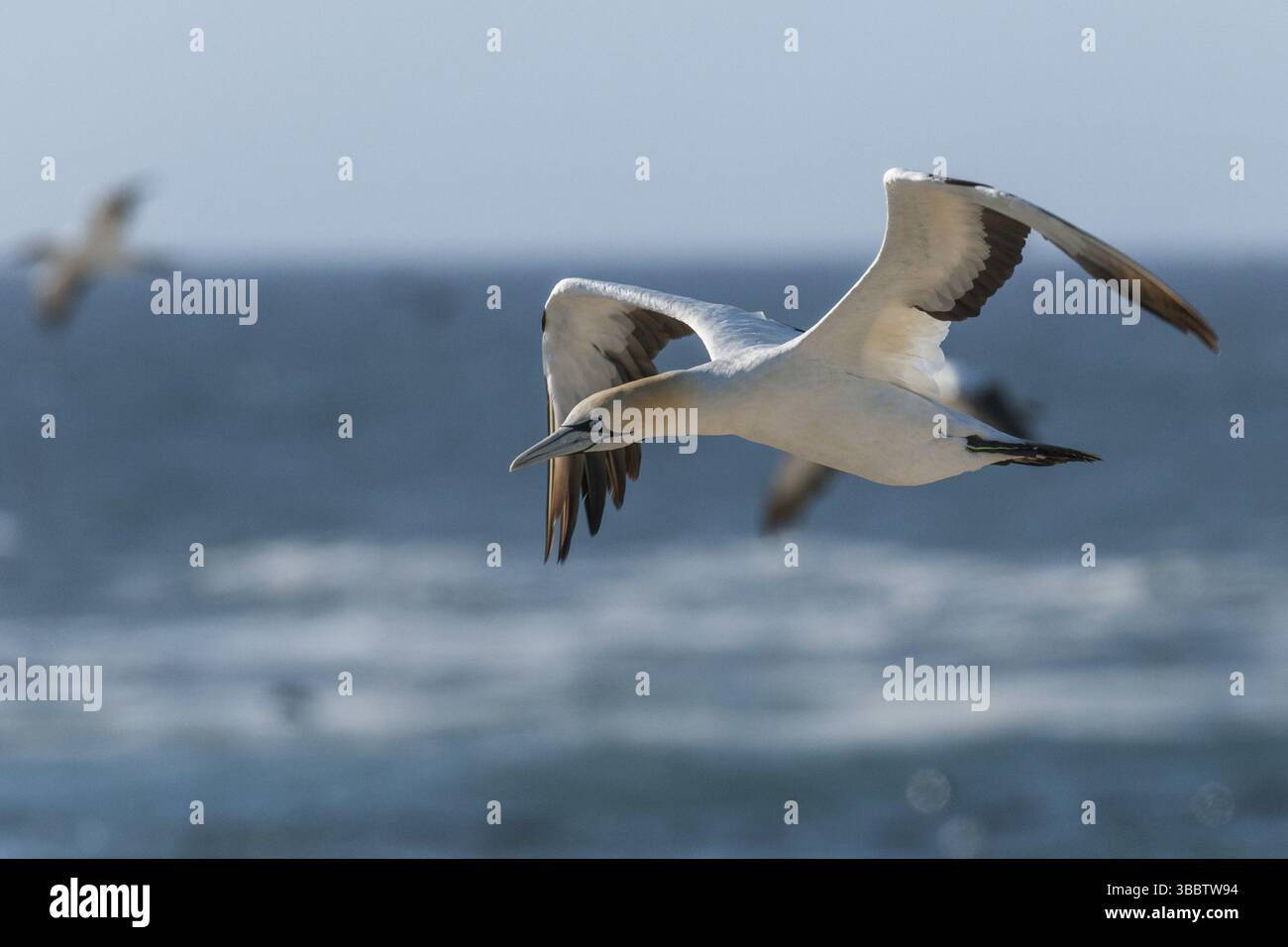 Cape Gannet (Morus capensis) flying, Western Cape, South Africa, Africa ...
