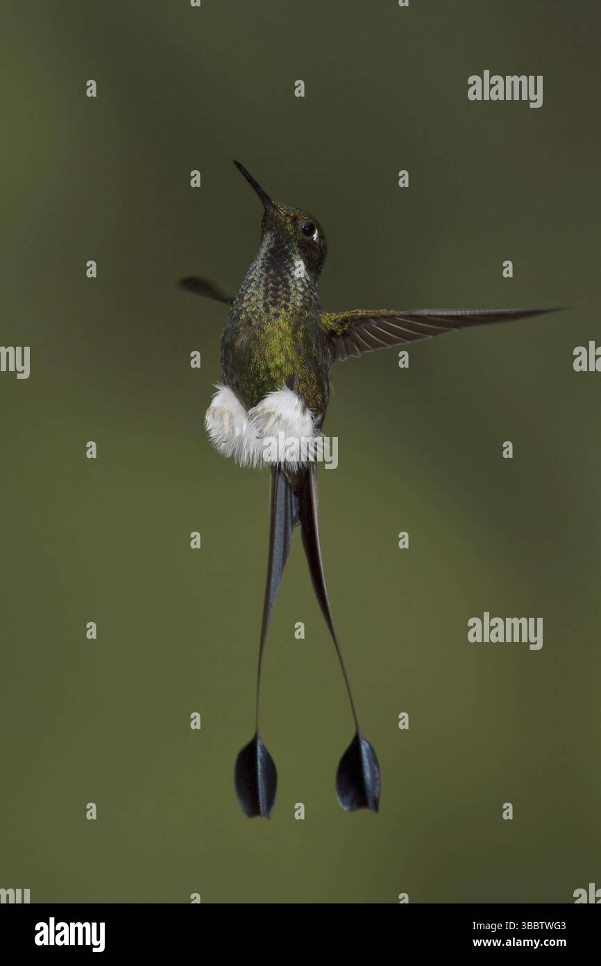 Booted Racket-tail (Ocreatus underwoodii), Ecuador, South America Stock ...