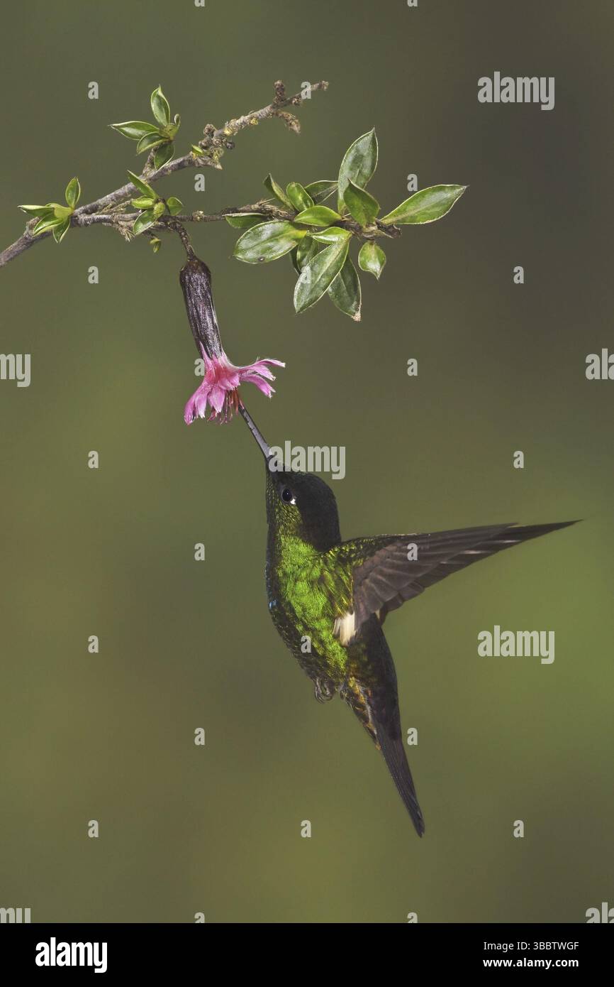 Buff-winged Starfrontlet (Coeligena lutetiae), Ecuador, South America ...