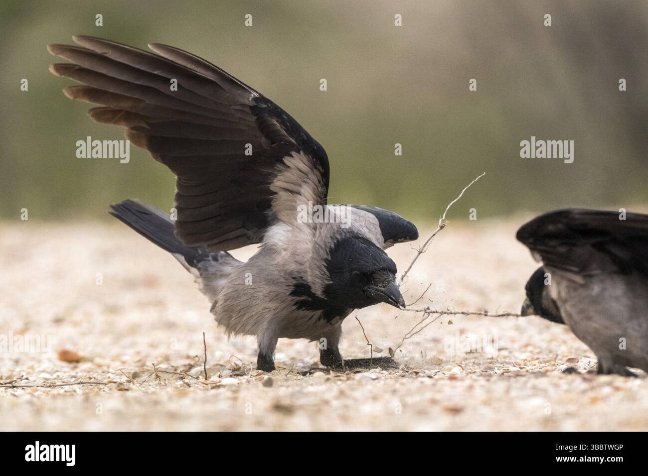 Hooded Crow (Corvus cornix), Romania, Europe Stock Photo - Alamy