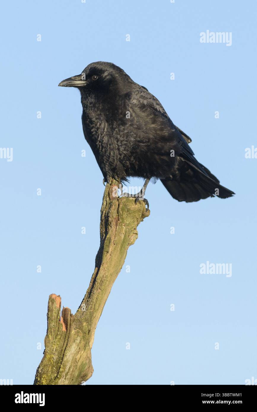 Northwestern Crow (Corvus caurinus), Alaska, USA, North America Stock ...