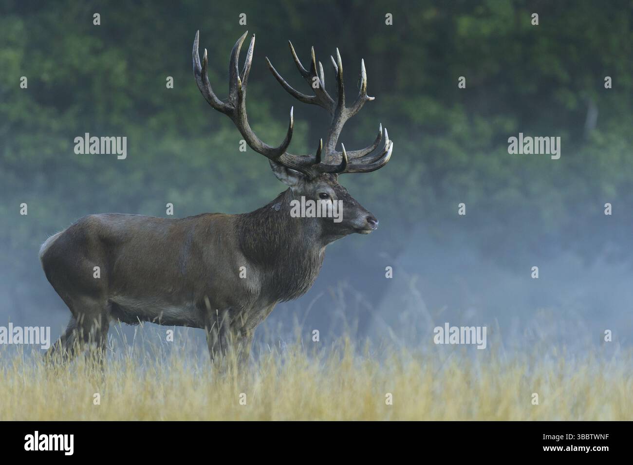 Red Deer (Cervus elaphus) stag walking across grassland, Denmark ...